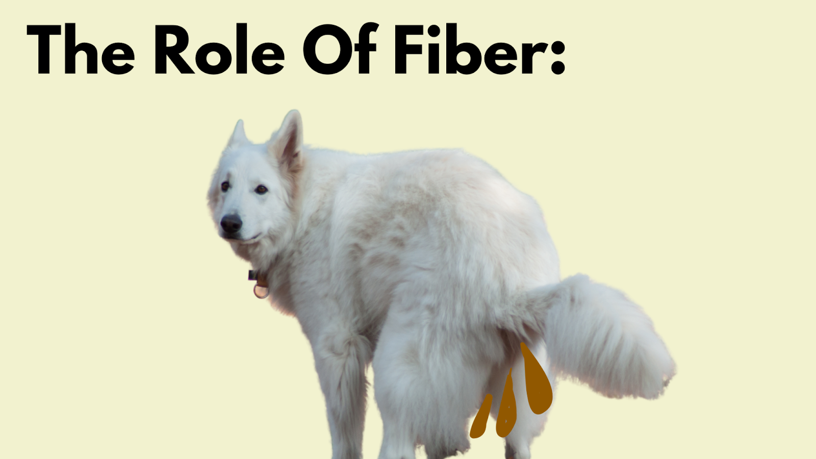 The Role of Fiber