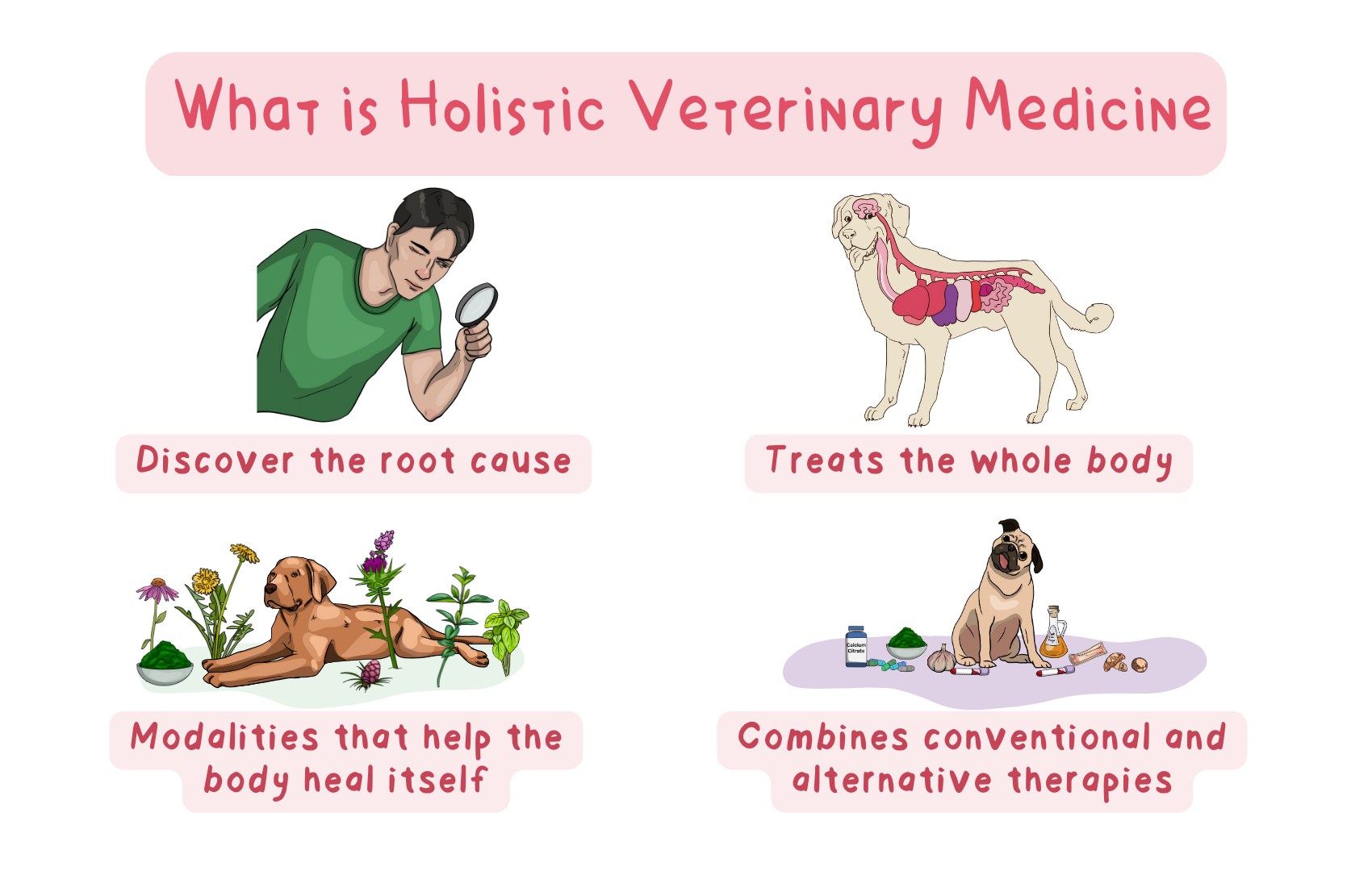 Finding a Veterinarian Who Supports Raw Feeding