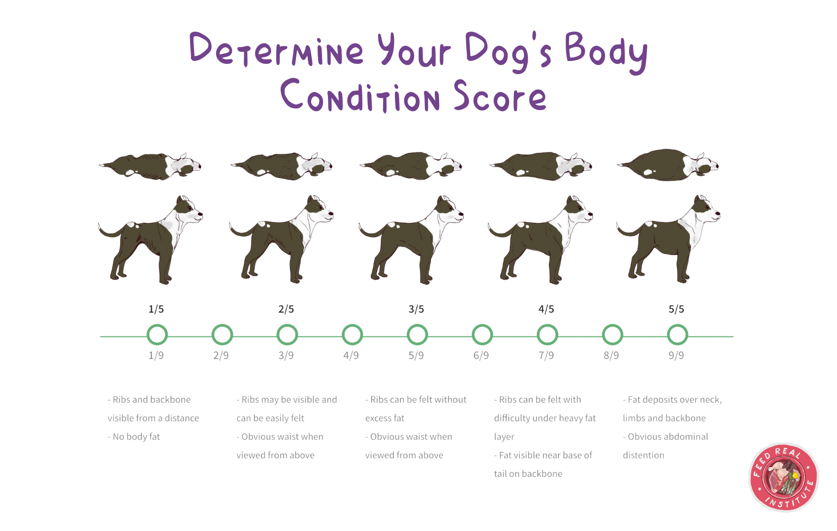 What is the Best Weight-Loss Management Plan for Dogs?