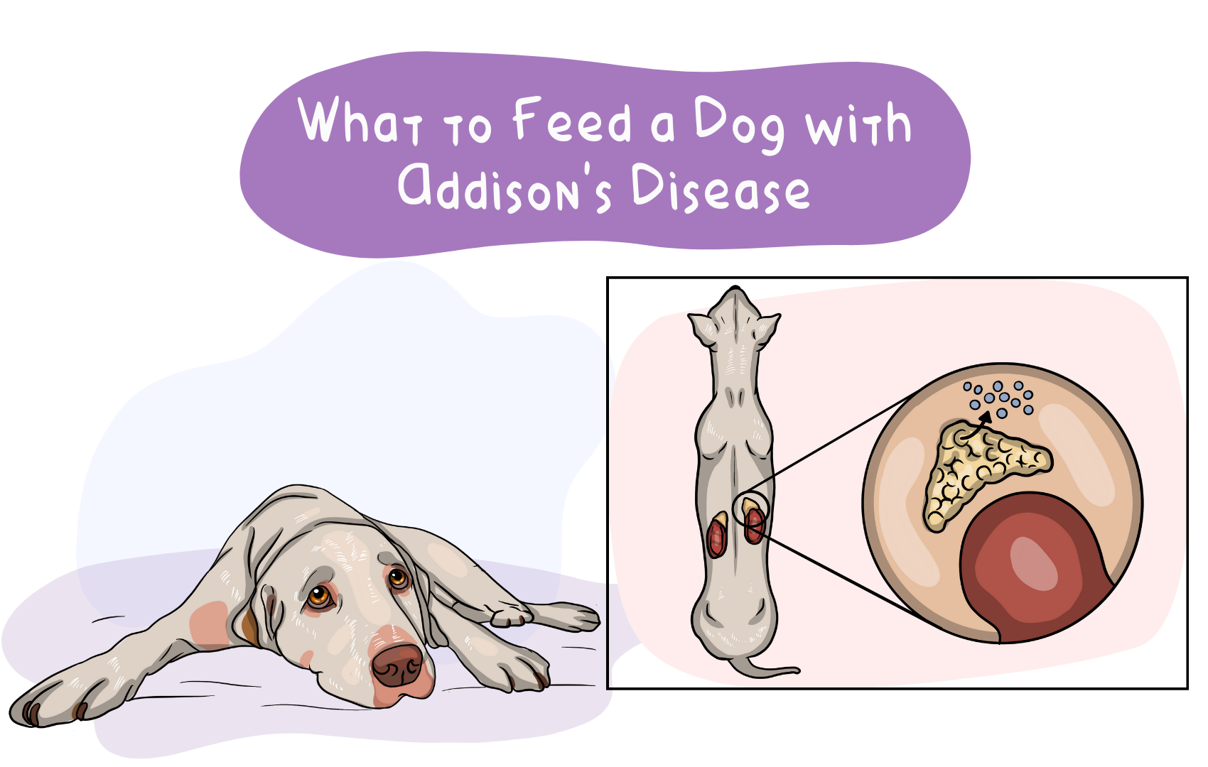 What to Feed a Dog with Addison's Disease