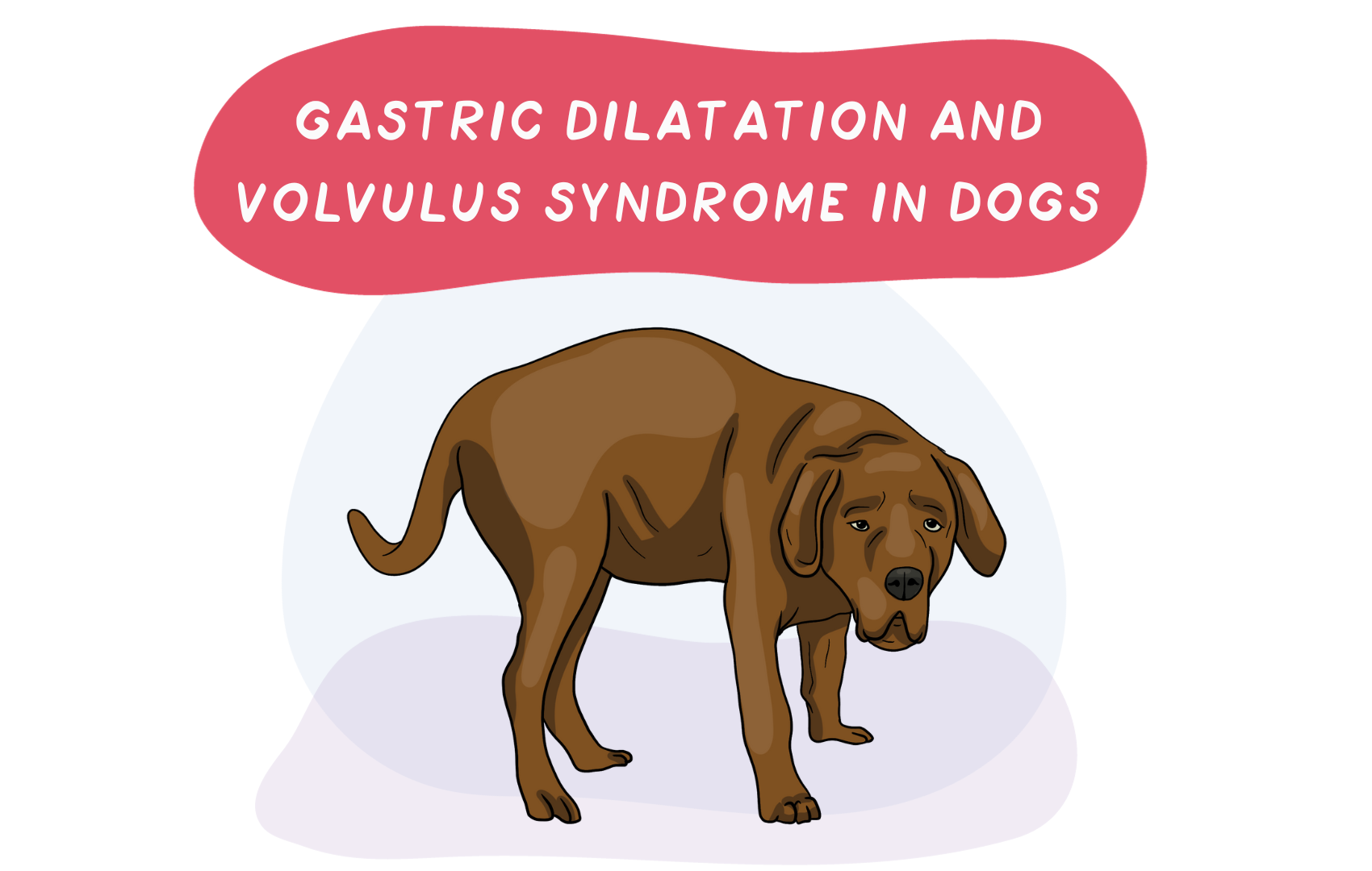 Gastric Dilatation and Volvulus Syndrome in Dogs